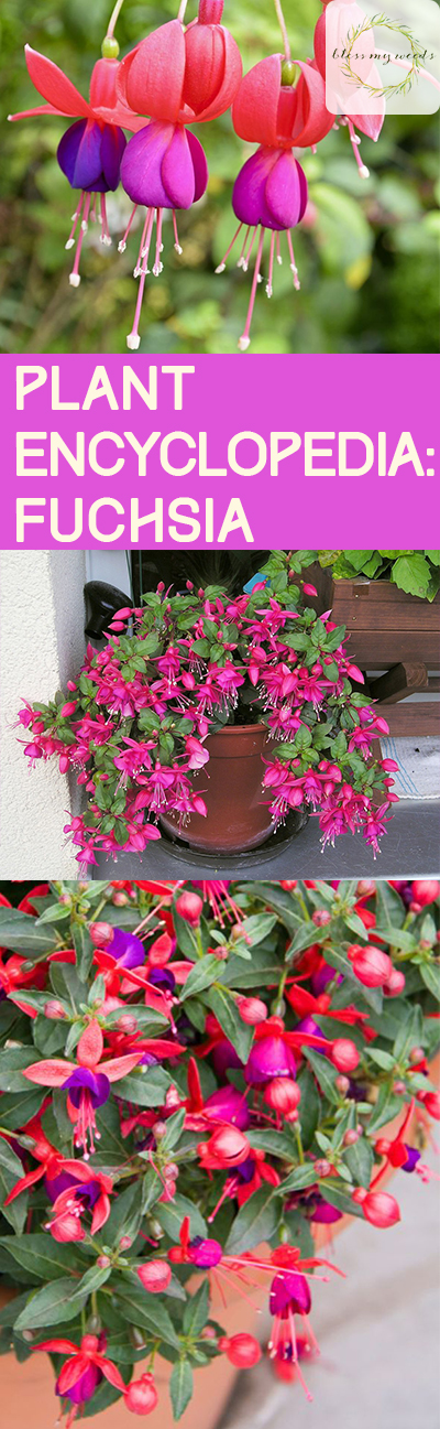 Plant Encylopedia: Fuchsia ~ Bless My Weeds