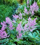 Plant Encyclopedia: Astilbe ~ Bless My Weeds