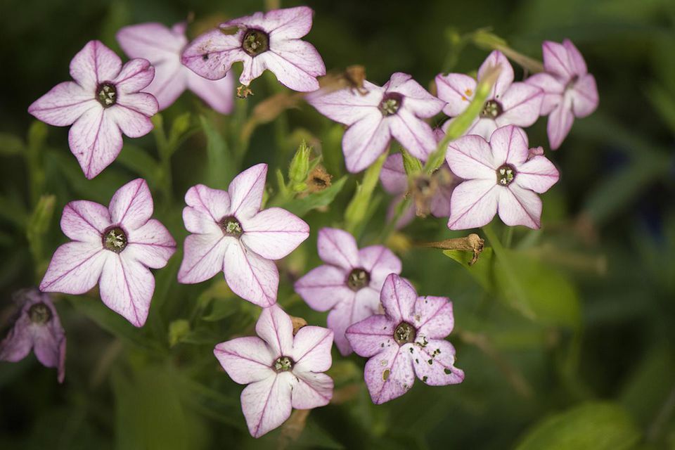 These Fragrant Flowers are Exactly What You Need ~ Bless My Weeds