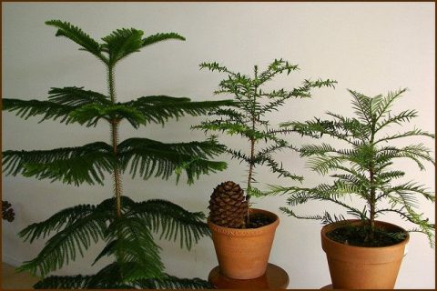 Indoor Trees That Are Guaranteed to Liven Up Any Space ~ Bless My Weeds