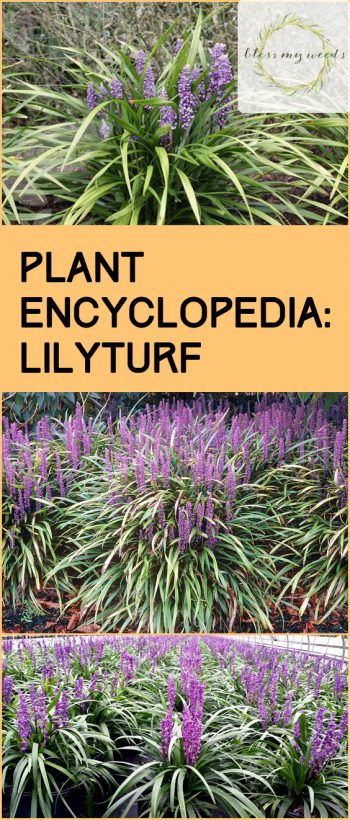 Plant Encyclopedia: Lilyturf ~ Bless My Weeds