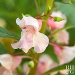 Plant Encyclopedia: Balsam ~ Bless My Weeds
