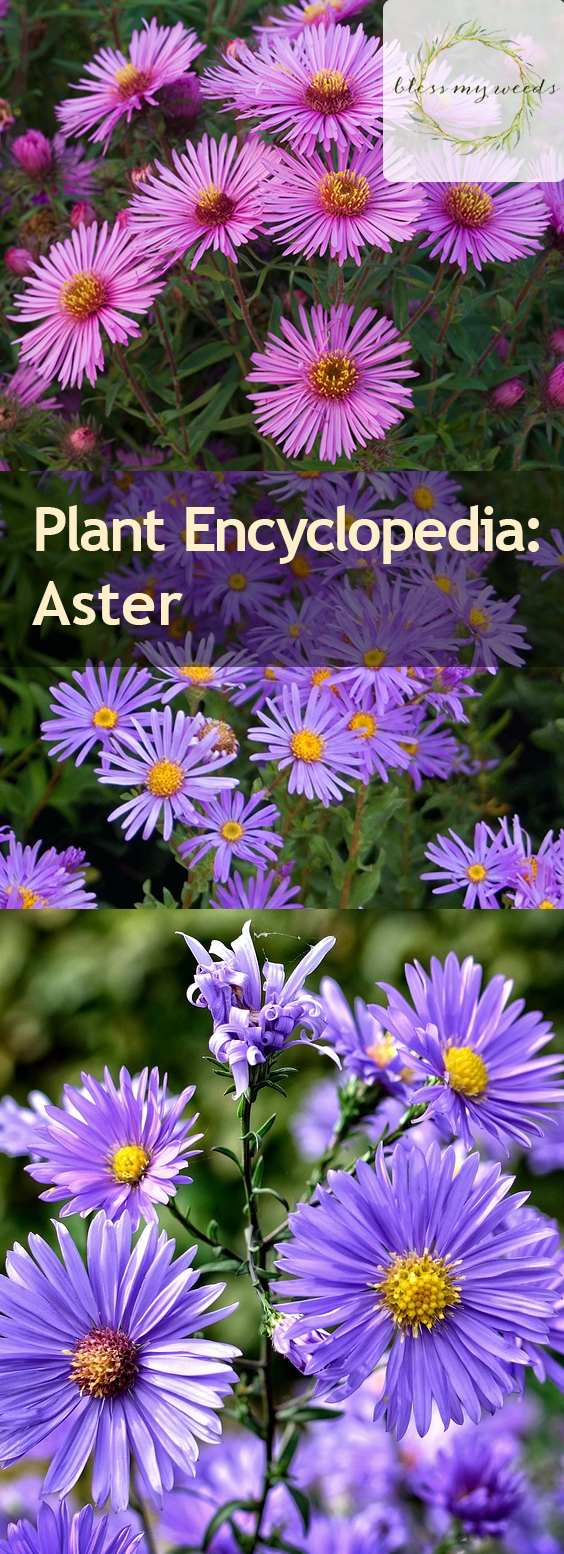 Plant Encyclopedia: Aster ~ Bless My Weeds
