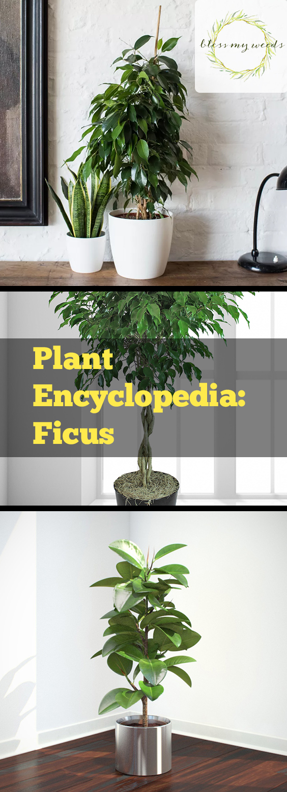 Plant Encylopedia: Ficus ~ Bless My Weeds