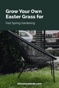 Grow Your Own Easter Grass for Fast Spring Gardening ~ Bless My Weeds