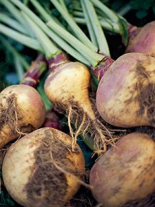 Gardening Guide: Rutabaga ~ Bless My Weeds