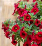 Gardening Guide: Calibrachoa ~ Bless My Weeds