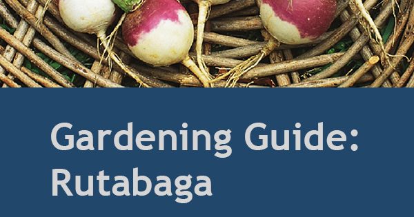 Gardening Guide: Rutabaga ~ Bless My Weeds
