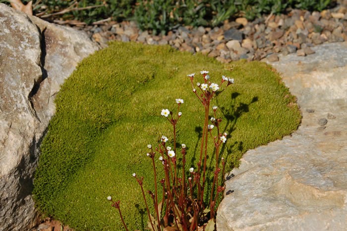 10 Gorgeous Crevice Garden Ideas ~ Page 2 of 6 ~ Bless My Weeds