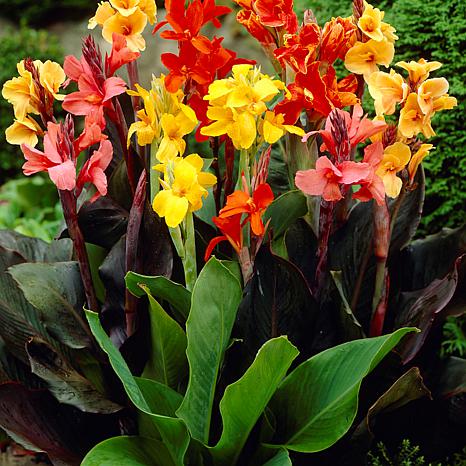 10 Long-Blooming Flowers For Summer ~ Bless My Weeds