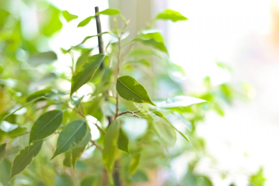 Ficus Tree Care: a Complete Guide ~ Bless My Weeds