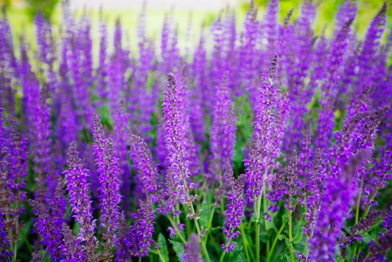 Salvia: Plant, Landscaping, Plant Care - Flowers - Blessmyweeds.com