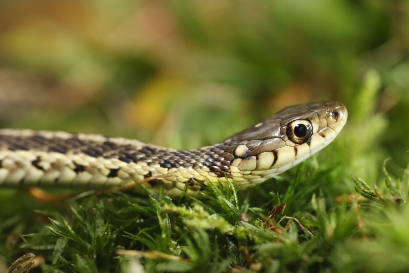 Garden Snakes: Shedding Myths About the Garter Snake ~ Bless My Weeds