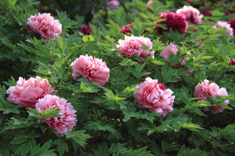 Dividing Perennials: Math Class For Gardeners ~ Bless My Weeds