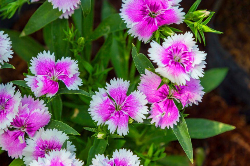Plant Encyclopedia: Dianthus ~ Bless My Weeds