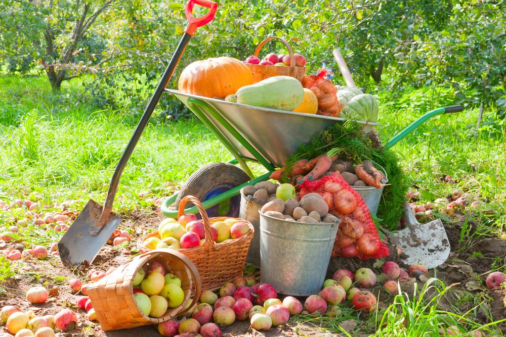 Fall Harvesting Guide to Follow ~ Bless My Weeds