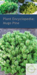 Mugo Pine Tree: the Complete Care Guide ~ Bless My Weeds