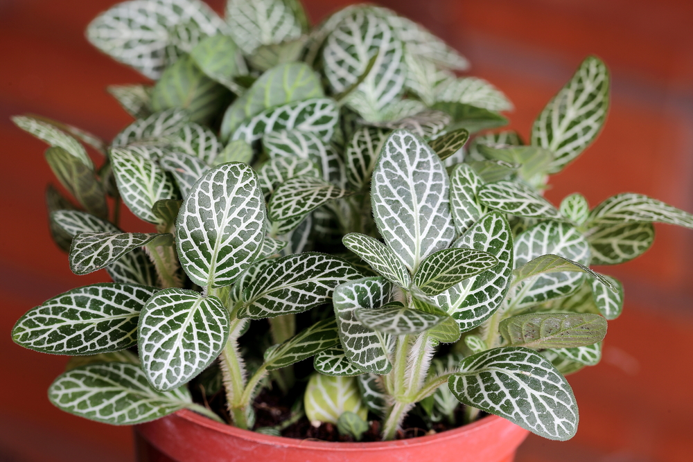 Patterned Plants That Go Beyond Green ~ Bless My Weeds