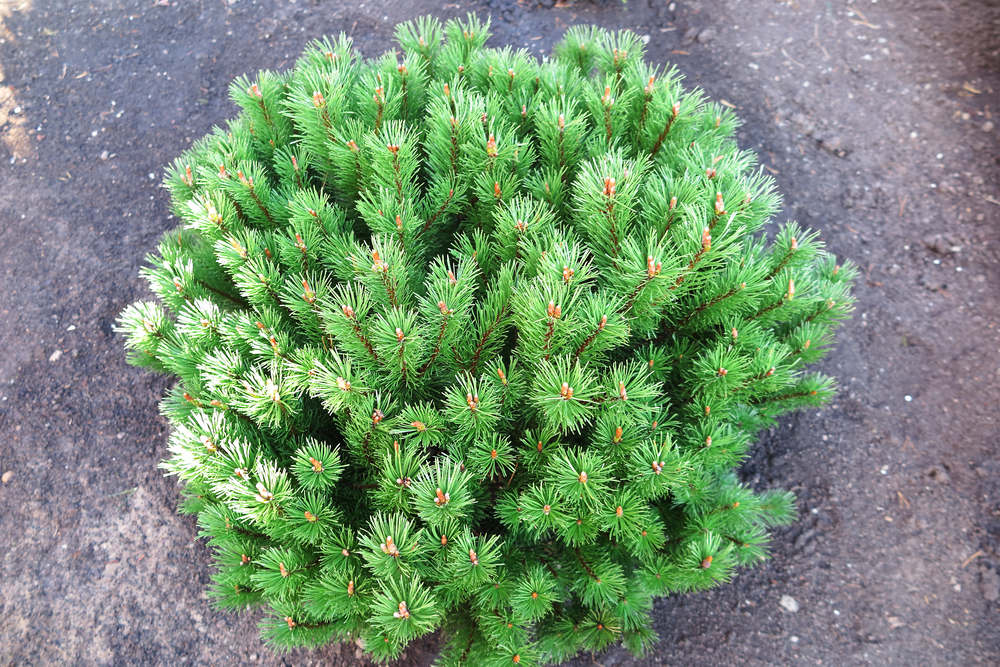 Mugo Pine Tree: the Complete Care Guide ~ Bless My Weeds