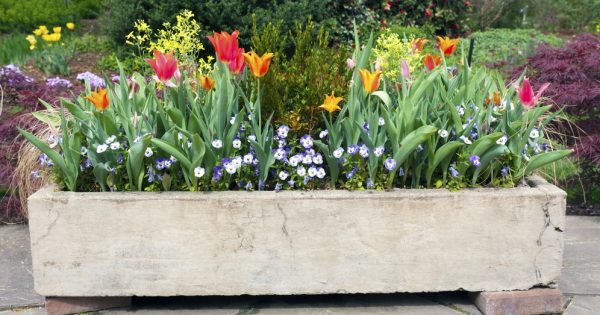 Rectangular Container Gardening Tips: Container Gardening - Tips And ...