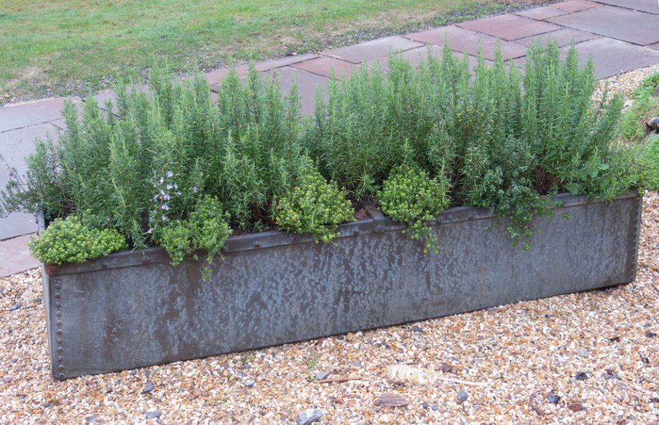 Rectangular Container Gardening Tips: Container Gardening - Tips And ...