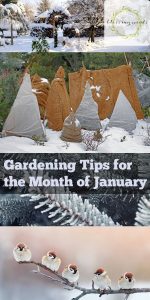 Gardening Tips for the Month of January ~ Bless My Weeds
