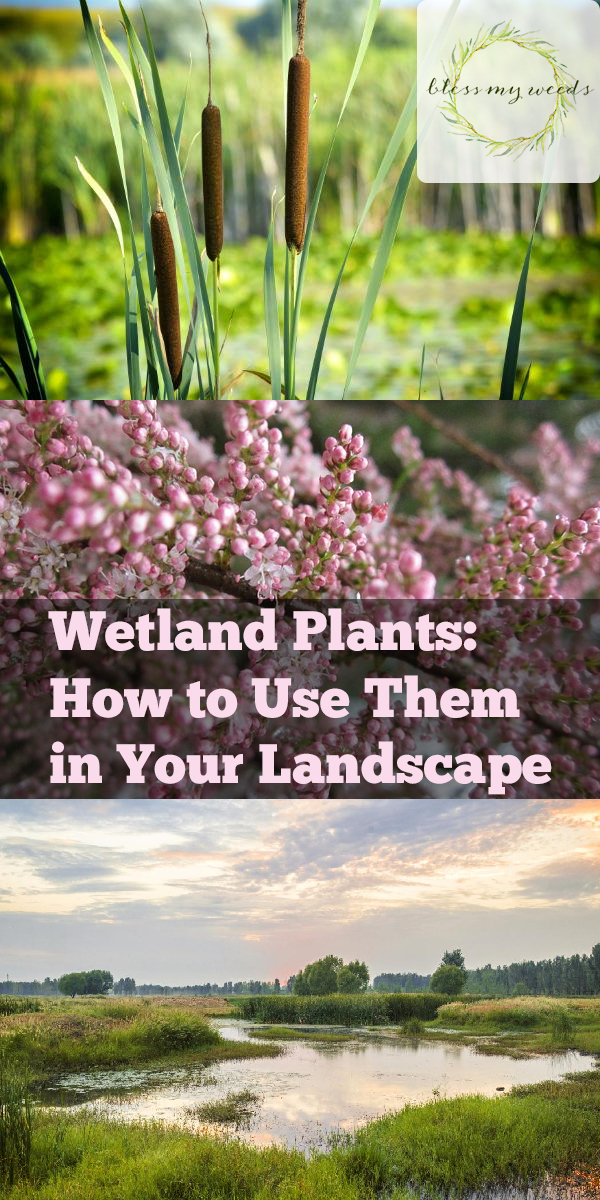 Wetland Plants: How to Use Them in Your Landscape ~ Bless My Weeds
