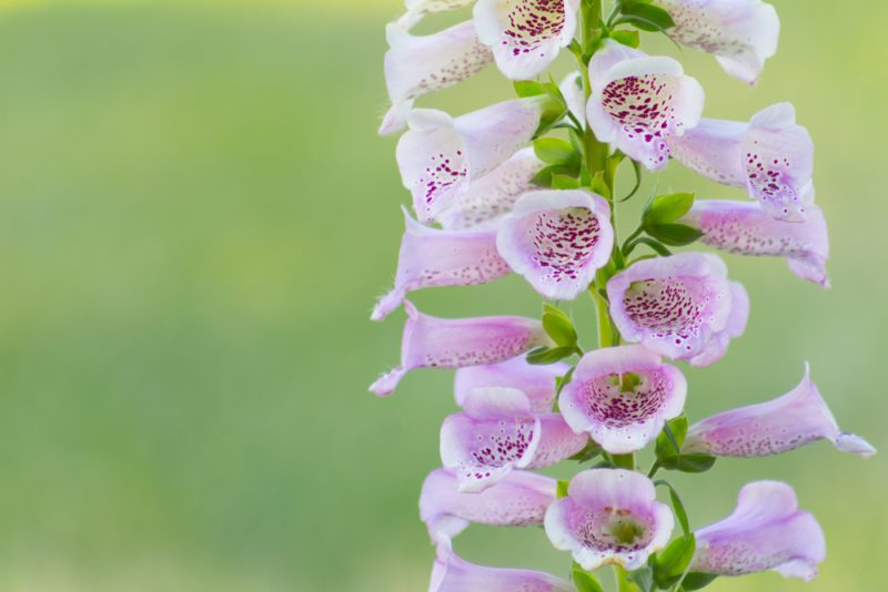 Plant Encyclopedia: Foxglove ~ Bless My Weeds