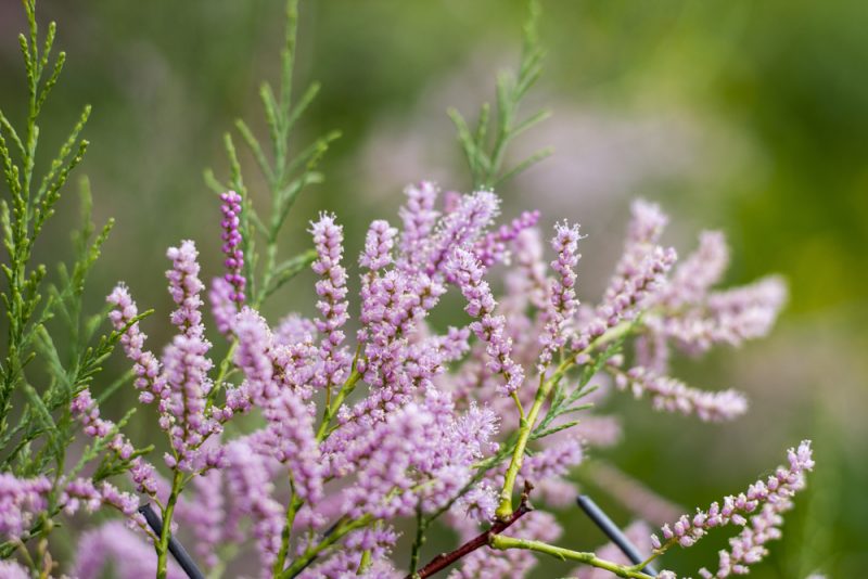 Wetland Plants: How to Use Them in Your Landscape ~ Bless My Weeds