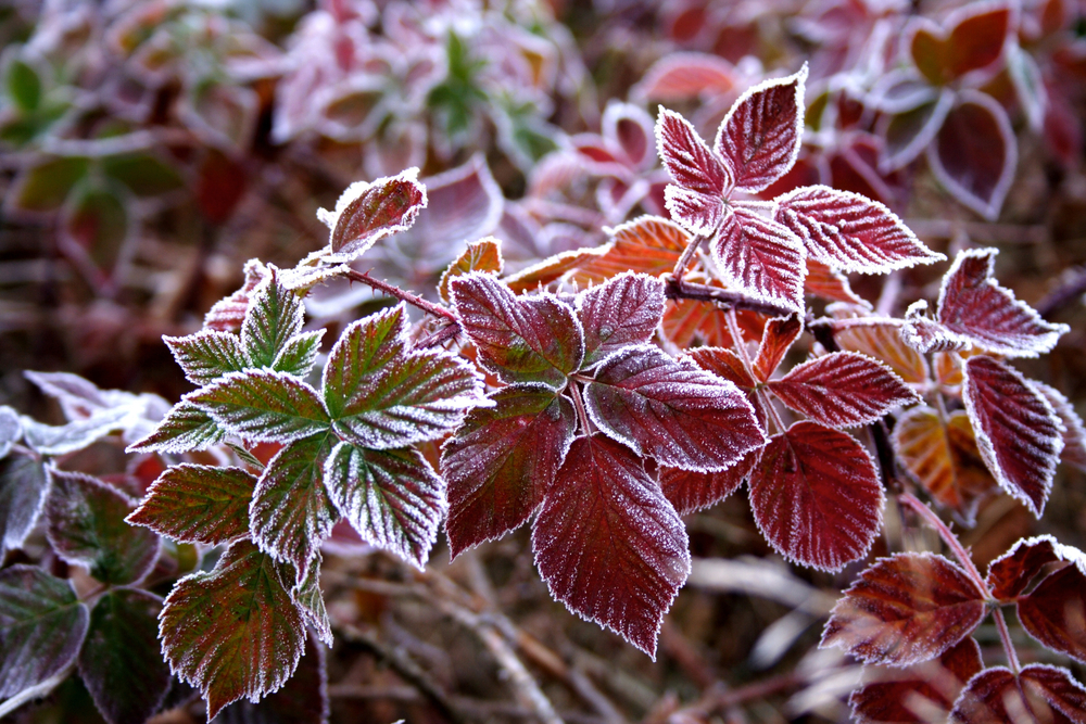 Don't Get Left Out in the Cold: Tips to Predict Frost ~ Bless My Weeds