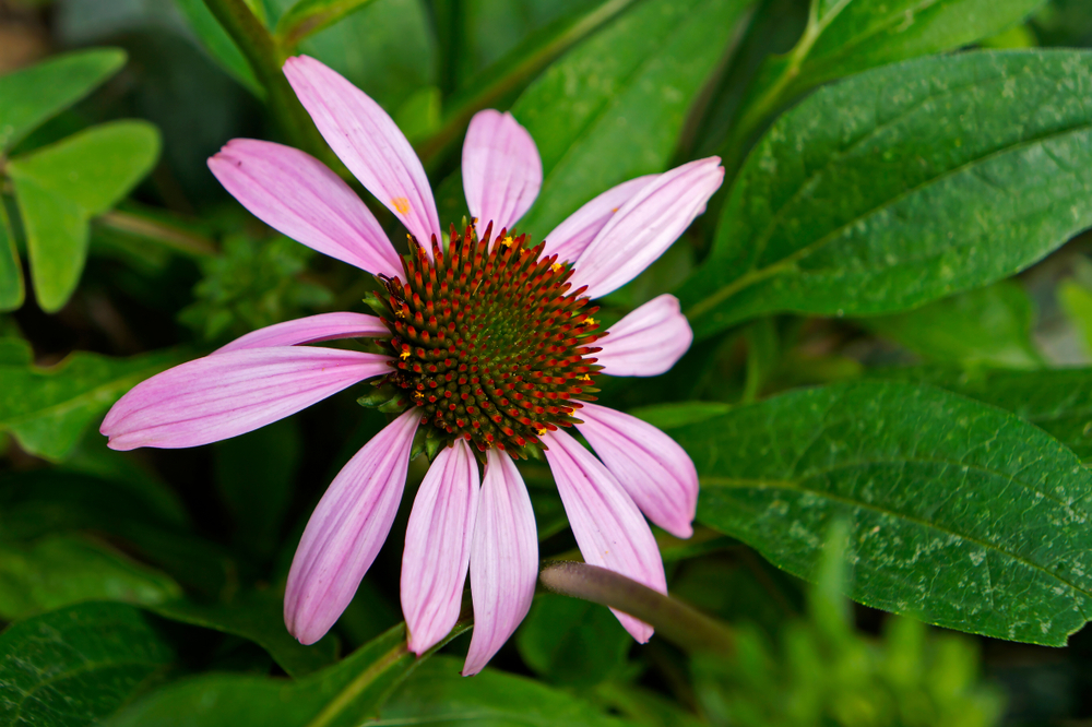 Edible Forest Garden ~ Bless My Weeds