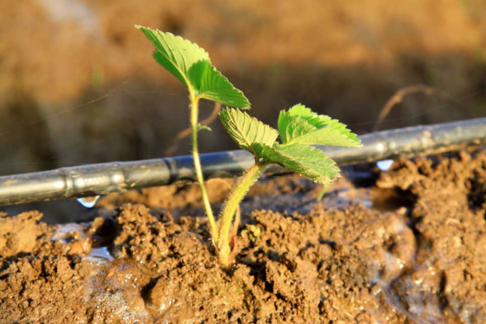 How to Irrigate Strawberries ~ Bless My Weeds