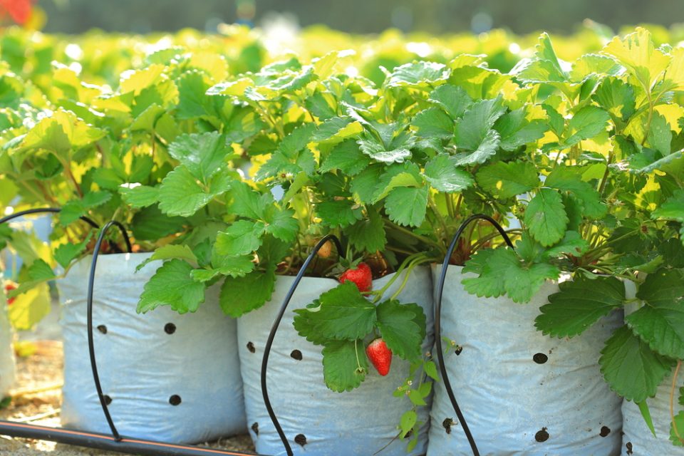 How to Irrigate Strawberries ~ Bless My Weeds