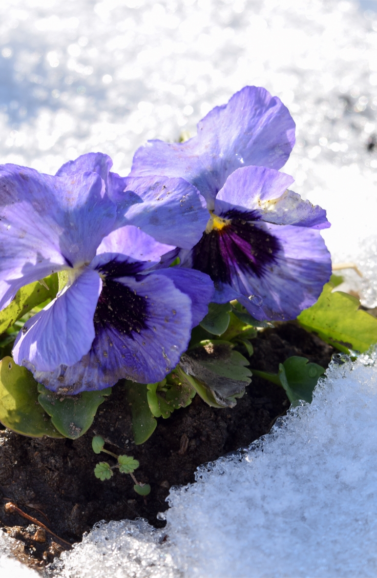 February Gardening Tips to Brighten Up Your Winter ~ Bless My Weeds