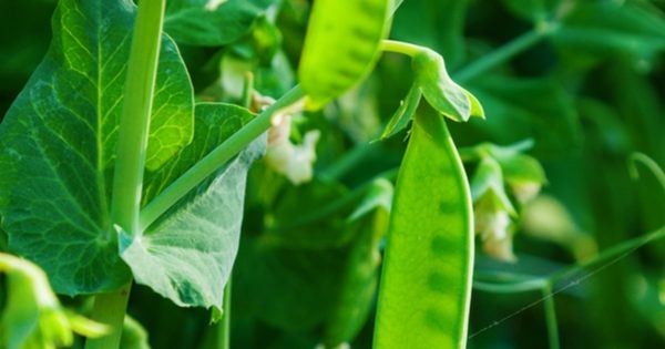 Vegetables For A Short Growing Season ~ Bless My Weeds