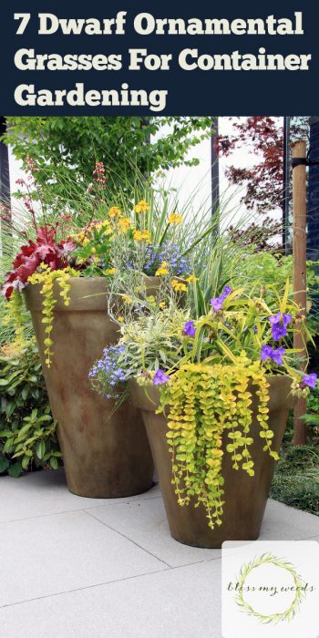 7 Dwarf Ornamental Grasses For Container Gardening ~ Bless My Weeds