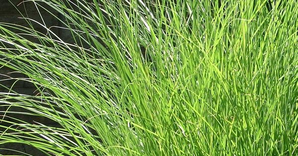 7 Dwarf Ornamental Grasses For Container Gardening ~ Bless My Weeds