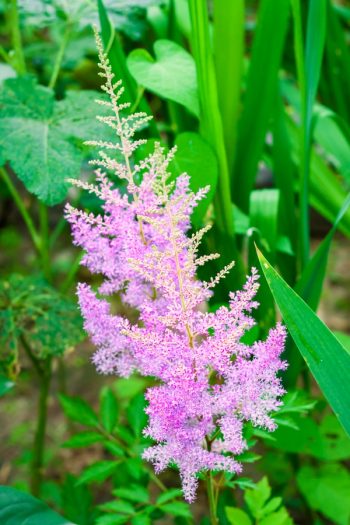 My Favorite Pink Flowers: Perfect Pink Perennials ~ Bless My Weeds