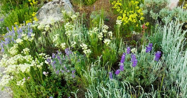 Indigenous Inspiration: Plants Of The Mountain West ~ Bless My Weeds