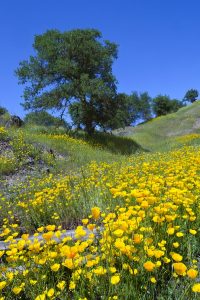 Indigenous Inspiration: Plants Of Northern California ~ Bless My Weeds