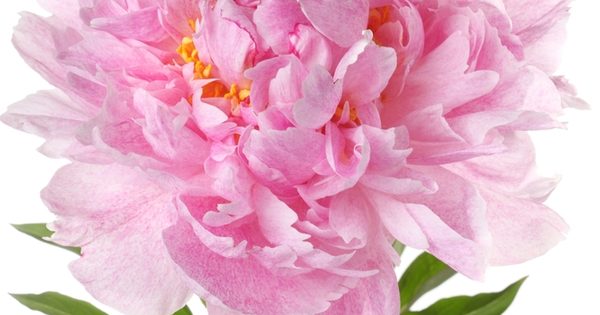 My Favorite Pink Flowers: Perfect Pink Perennials ~ Bless My Weeds