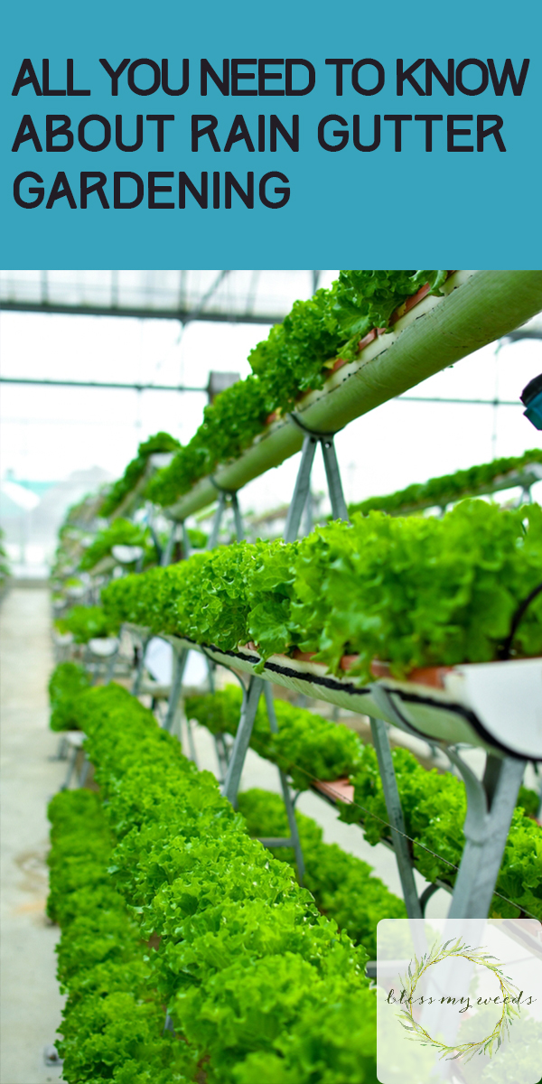 All You Need To Know About Rain Gutter Gardening ~ Bless My Weeds