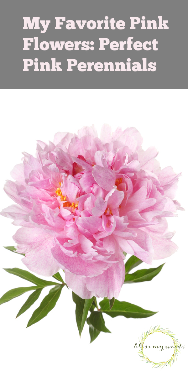 My Favorite Pink Flowers: Perfect Pink Perennials ~ Bless My Weeds