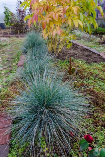 Indigenous Inspiration: Plants Of The Southeast ~ Bless My Weeds