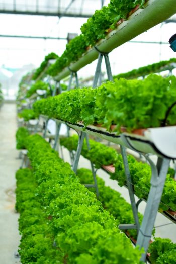 All You Need To Know About Rain Gutter Gardening ~ Bless My Weeds