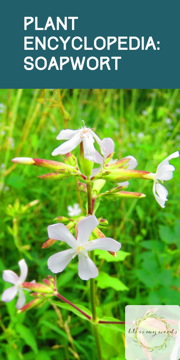 Plant Encyclopedia: Soapwort