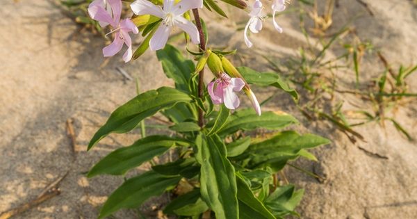 Plant Encyclopedia: Soapwort