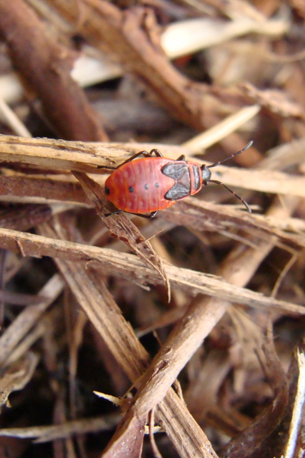 Lawn Maintenance: Is It Just Dry, Or Do You Have Bugs?