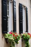 The Best Trailing Plants For Window Boxes ~ Bless My Weeds