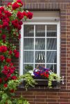 The Best Trailing Plants For Window Boxes ~ Bless My Weeds